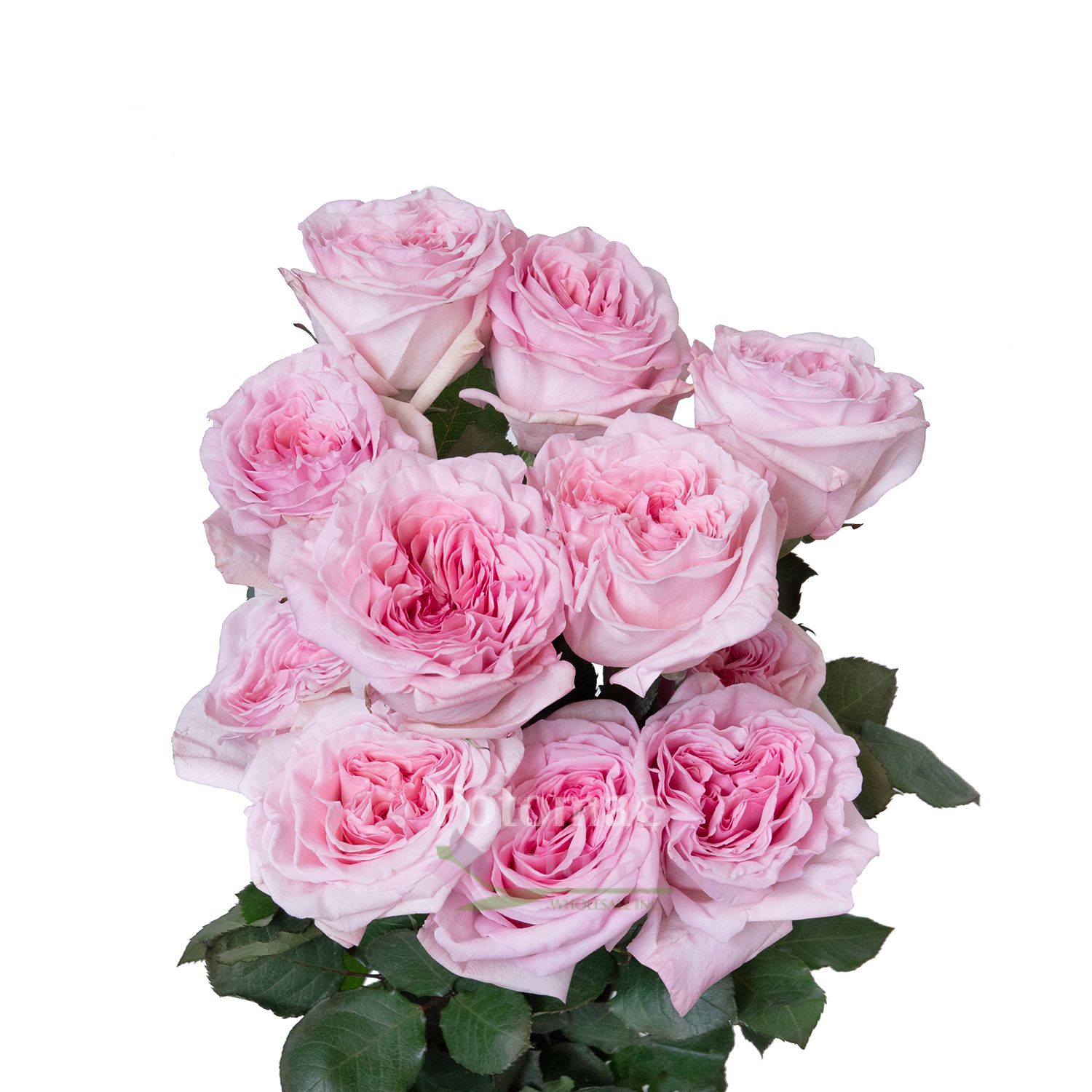 Garden Rose, Pink O'Hara - Baby Pink, Very Fragrant - Potomac Floral ...