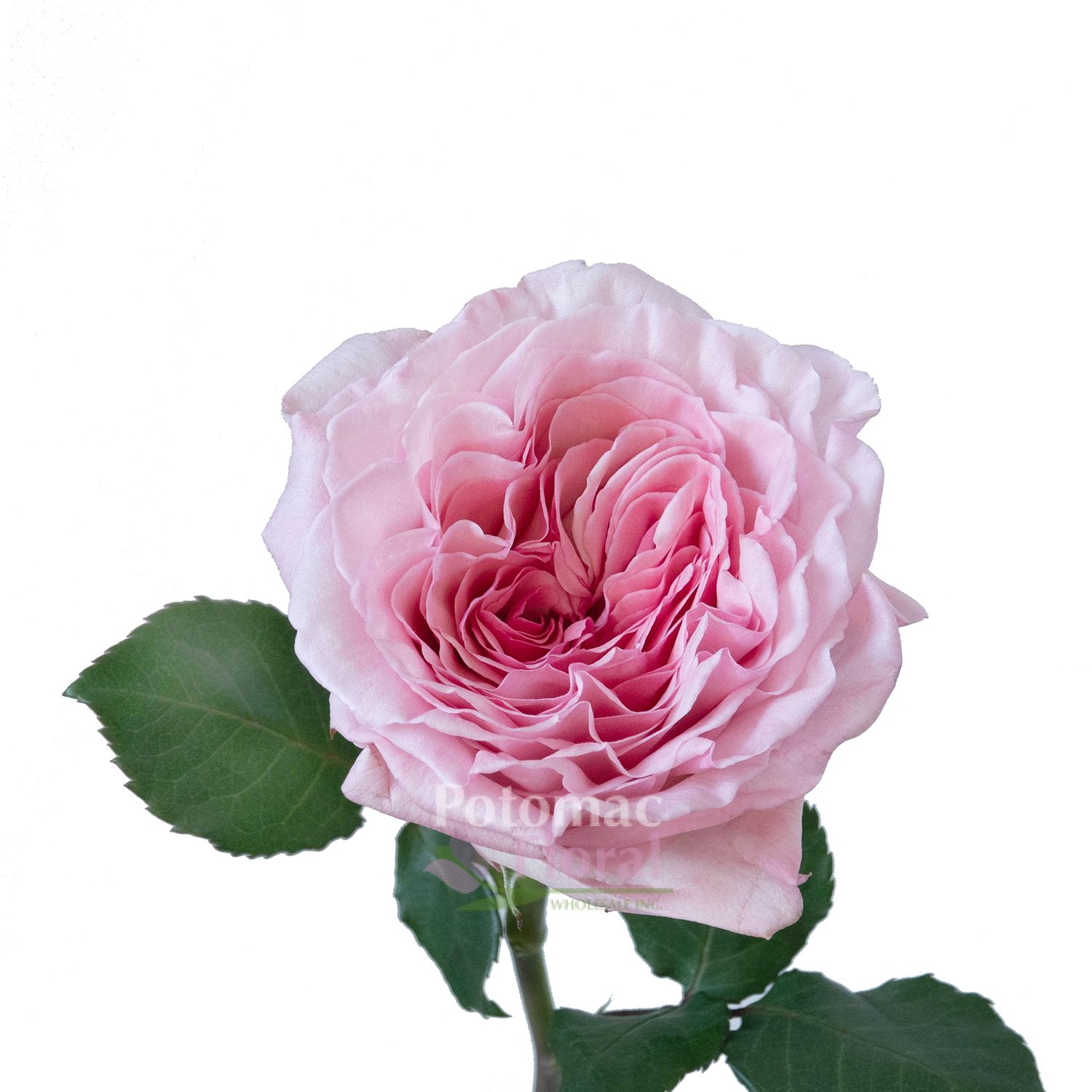 Garden Rose, Pink O'Hara - Baby Pink, Very Fragrant - Potomac Floral ...
