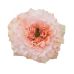 Garden Rose, Princess Crown Peach-Pink - Potomac Floral Wholesale