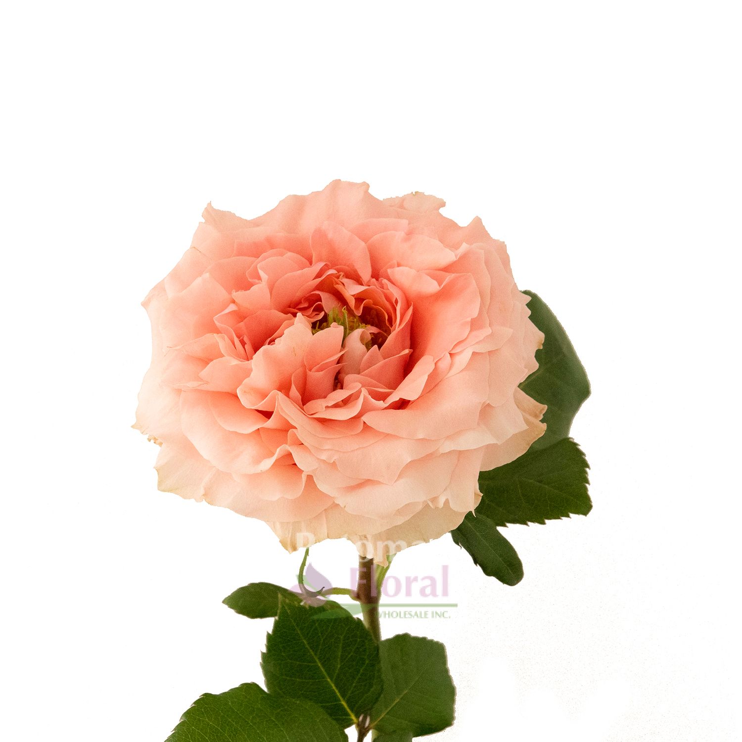 Garden Rose, Princess Crown Peach-Pink - Potomac Floral Wholesale