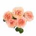 Garden Rose, Princess Crown Peach-Pink - Potomac Floral Wholesale