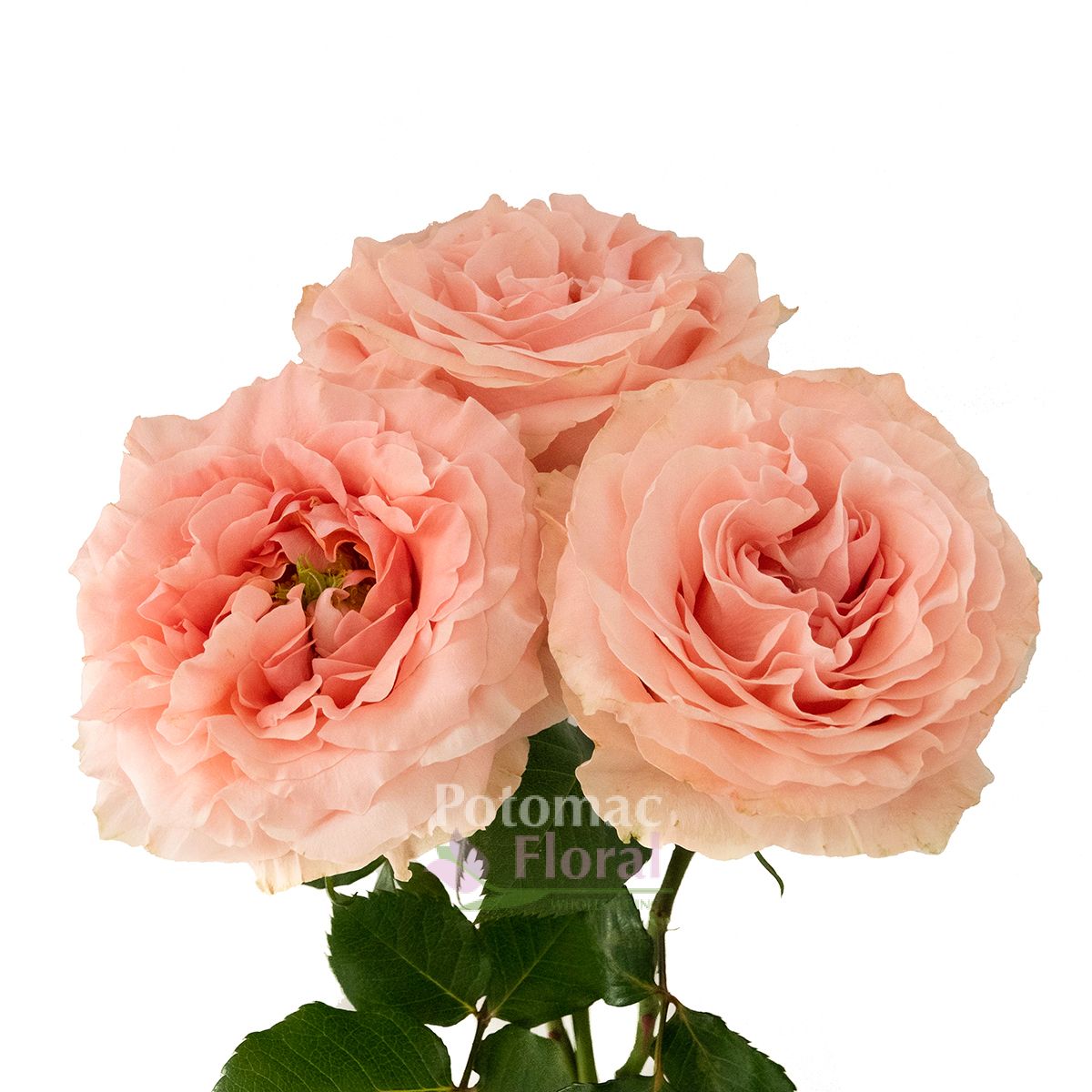 Garden Rose, Princess Crown Peach-Pink - Potomac Floral Wholesale