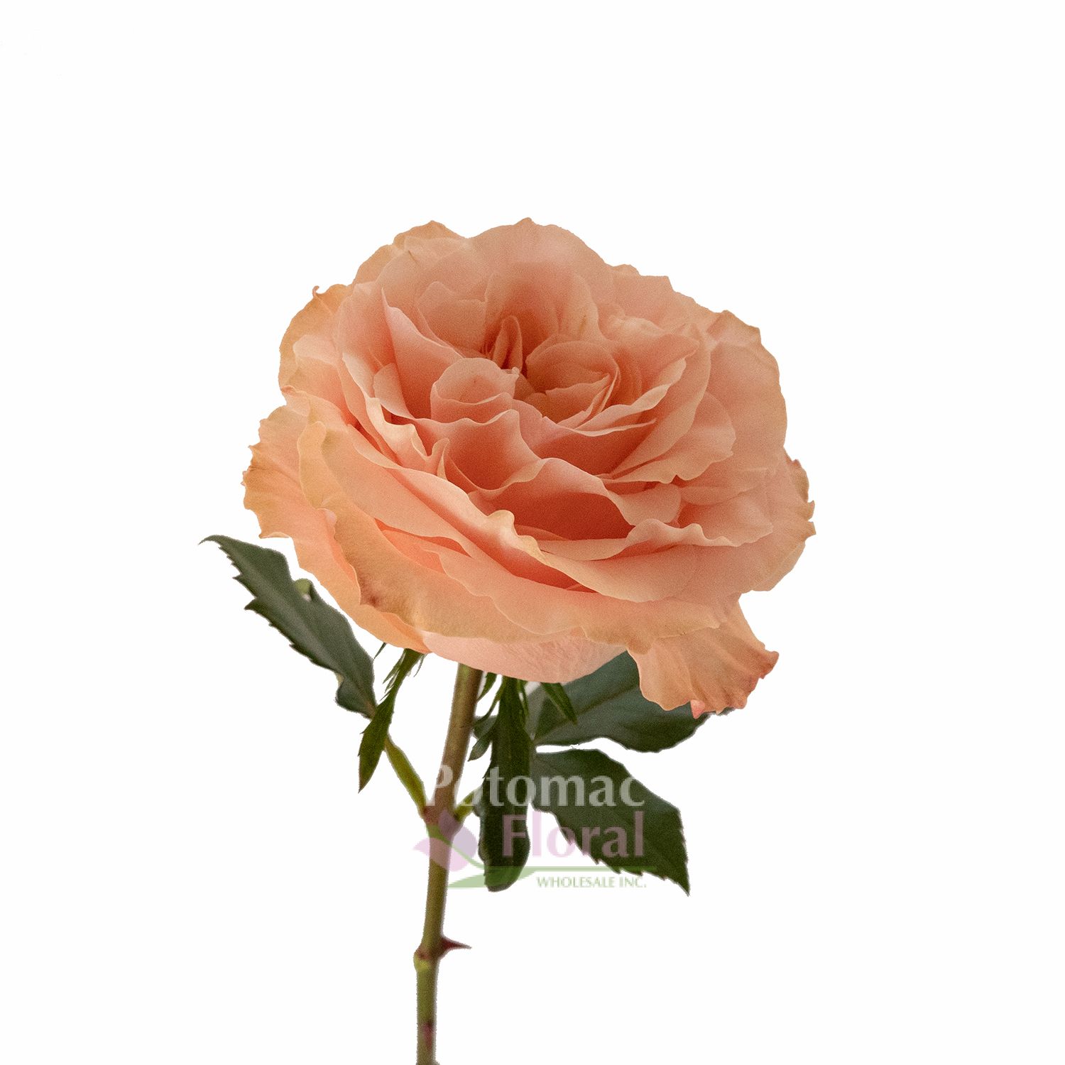 Garden Rose, Princess Crown Peach-Pink - Potomac Floral Wholesale