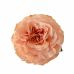 Garden Rose, Princess Crown Peach-Pink - Potomac Floral Wholesale