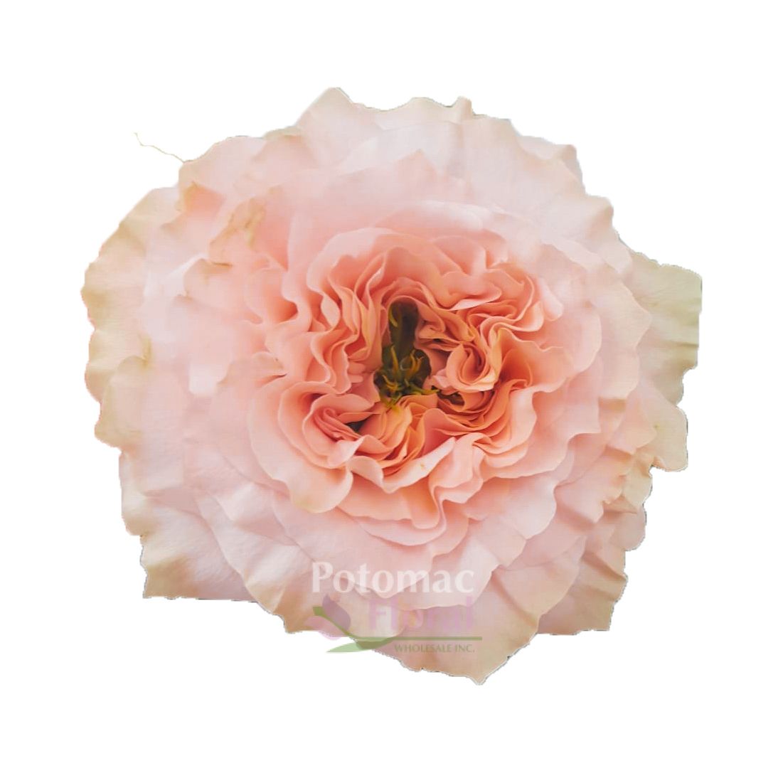 Garden Rose, Princess Crown Peach-Pink - Potomac Floral Wholesale