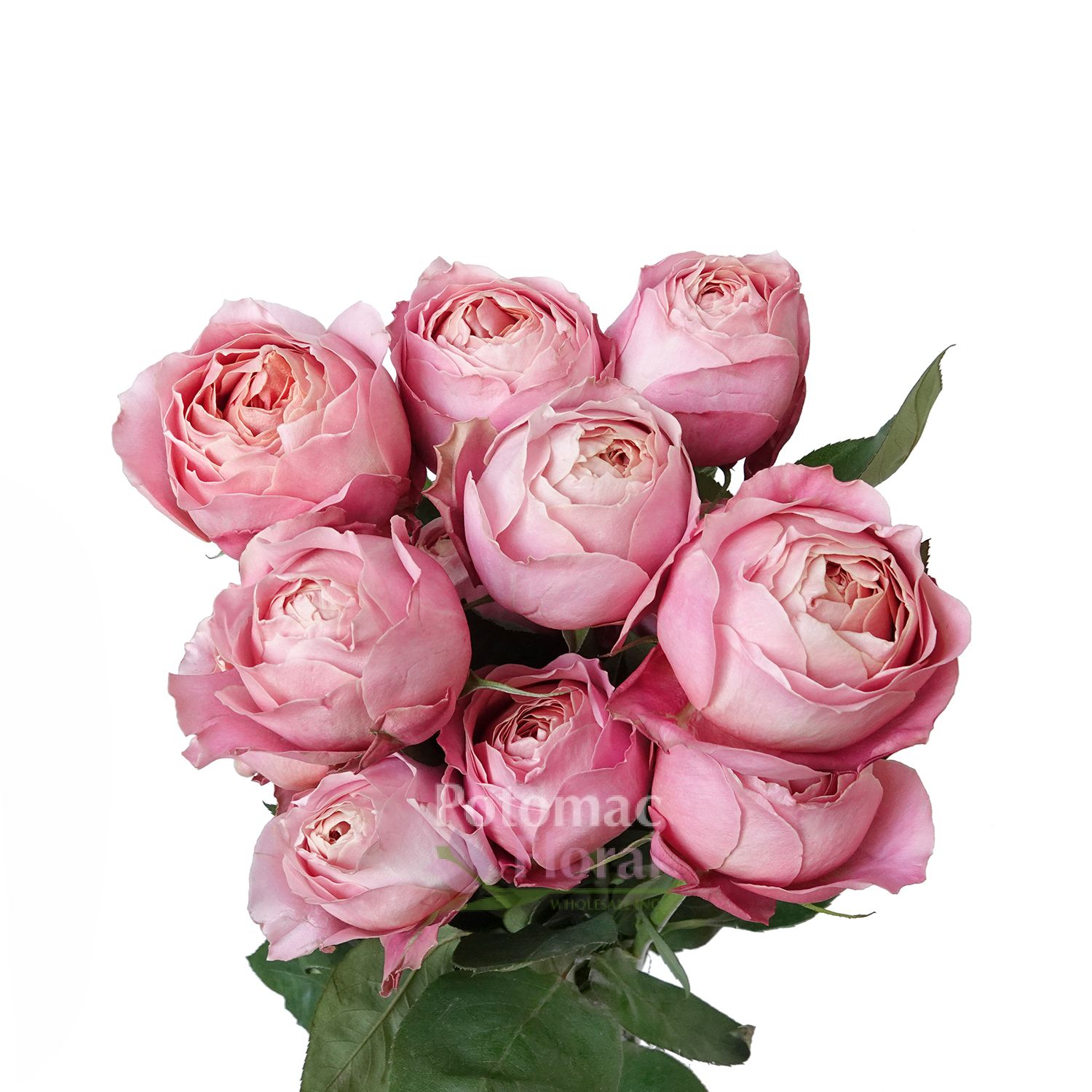 Garden Rose, Romantic Antike - Medium Pink - Potomac Floral Wholesale