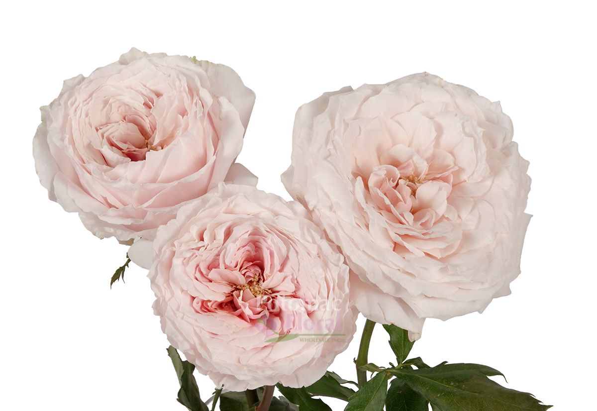 Tsumugi Garden Rose - Opens Blush Pink/Peach, Ivory Outer Petals ...