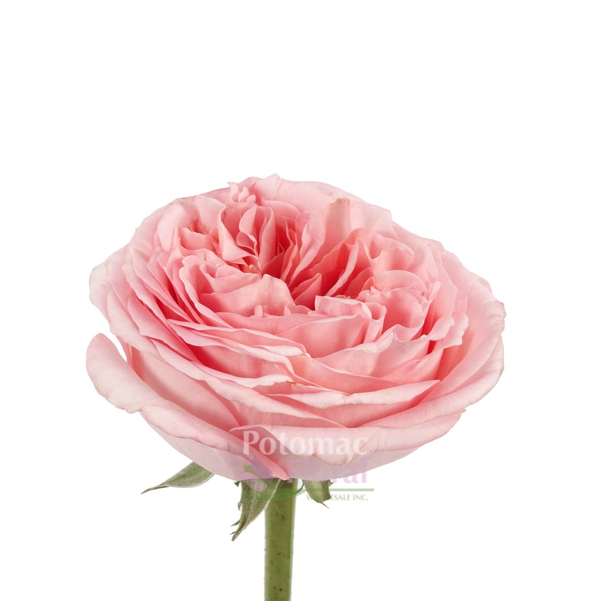 Garden Rose Pink Xpression - Potomac Floral Wholesale