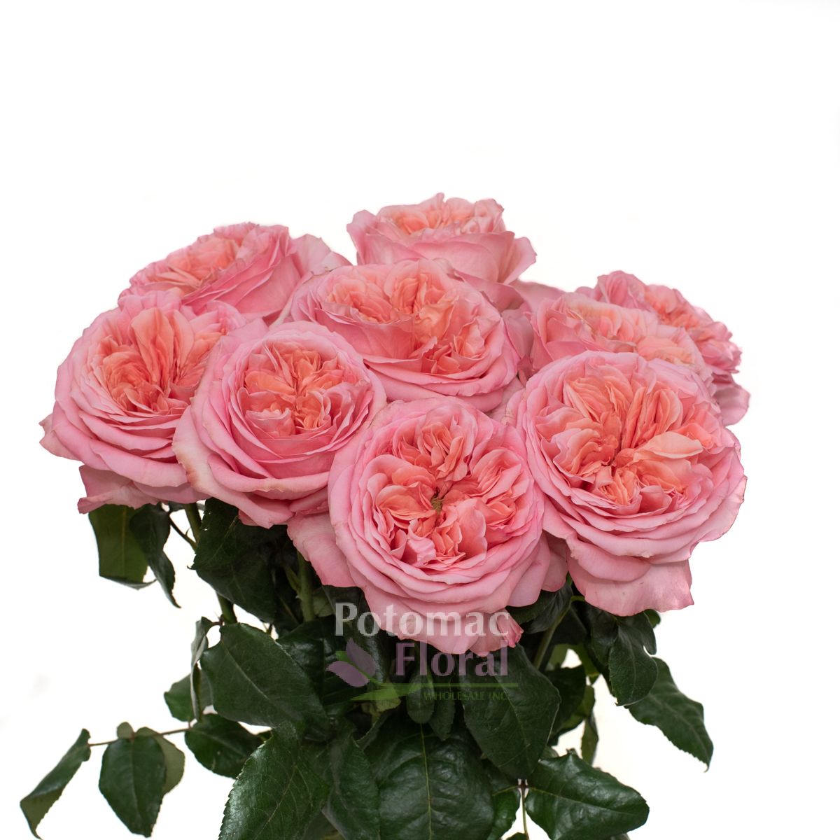 Garden Rose Pink Xpression - Potomac Floral Wholesale