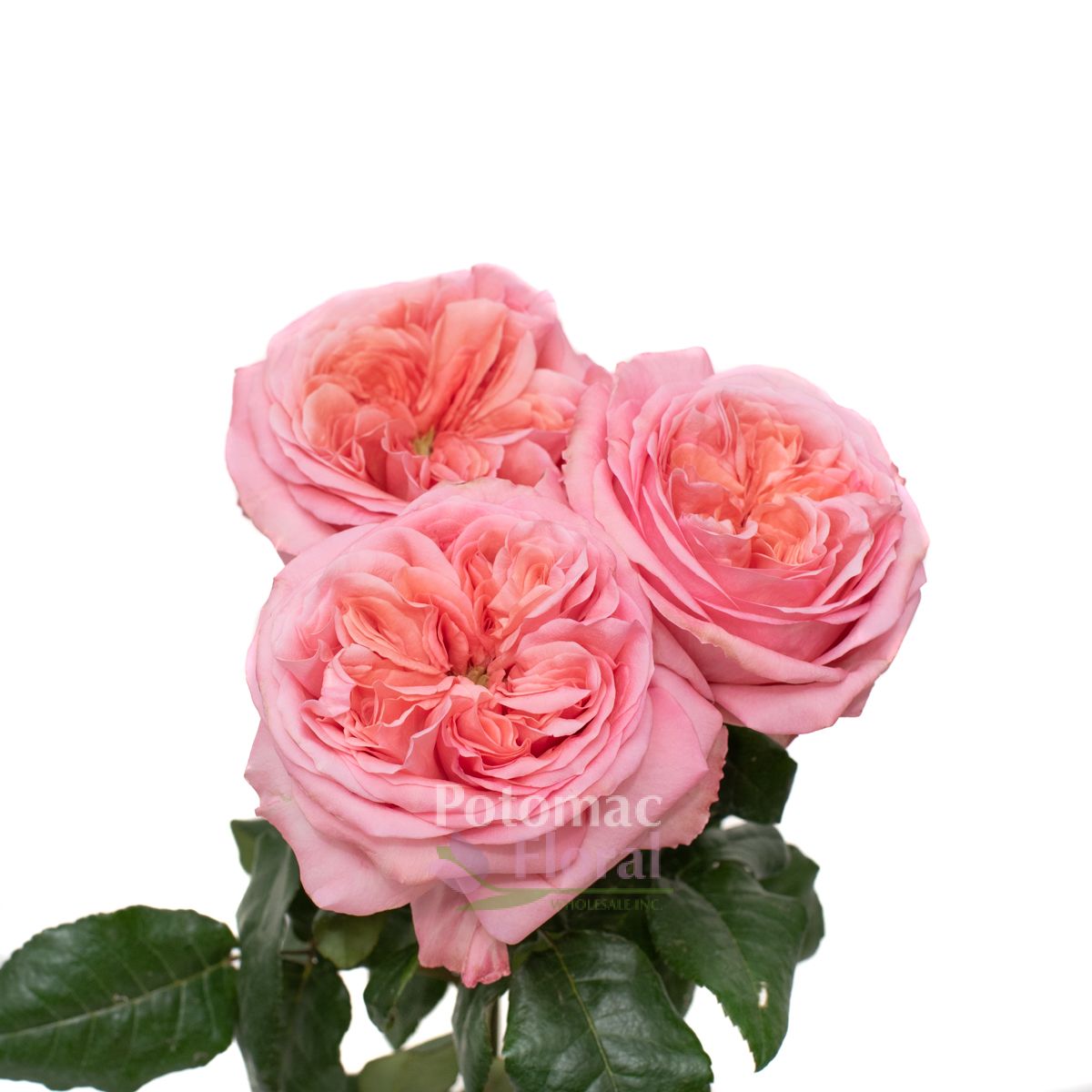 Garden Rose Pink Xpression - Potomac Floral Wholesale