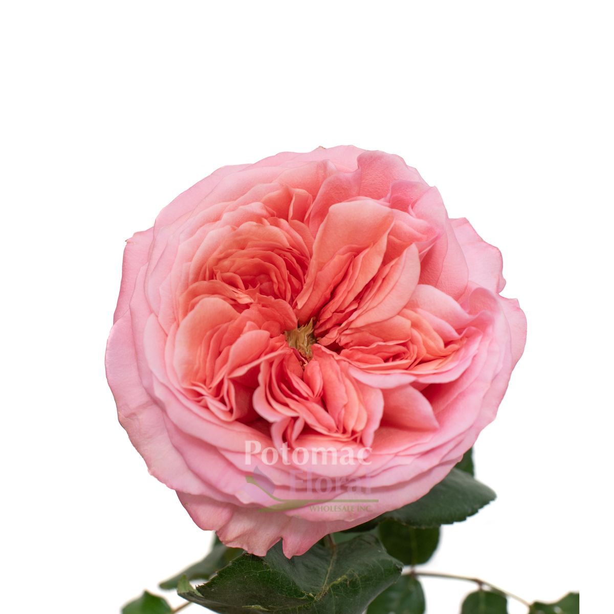 Garden Rose Pink Xpression - Potomac Floral Wholesale