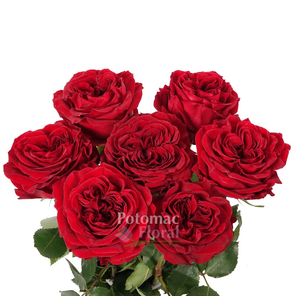 Garden Rose, Red Mayra - Red - Potomac Floral Wholesale