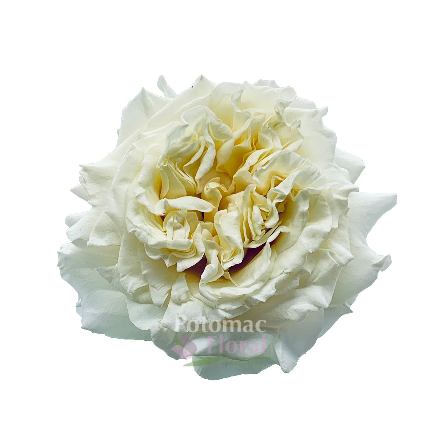 Garden Rose White Ashley, White - Potomac Floral Wholesale