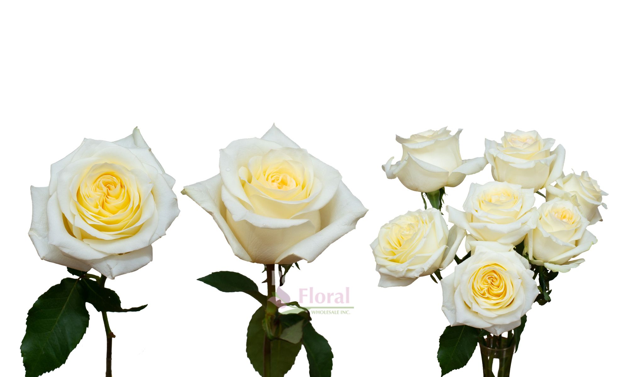 Garden Rose, Candlelight- Huge Creamy White - Very Long Lasting ...