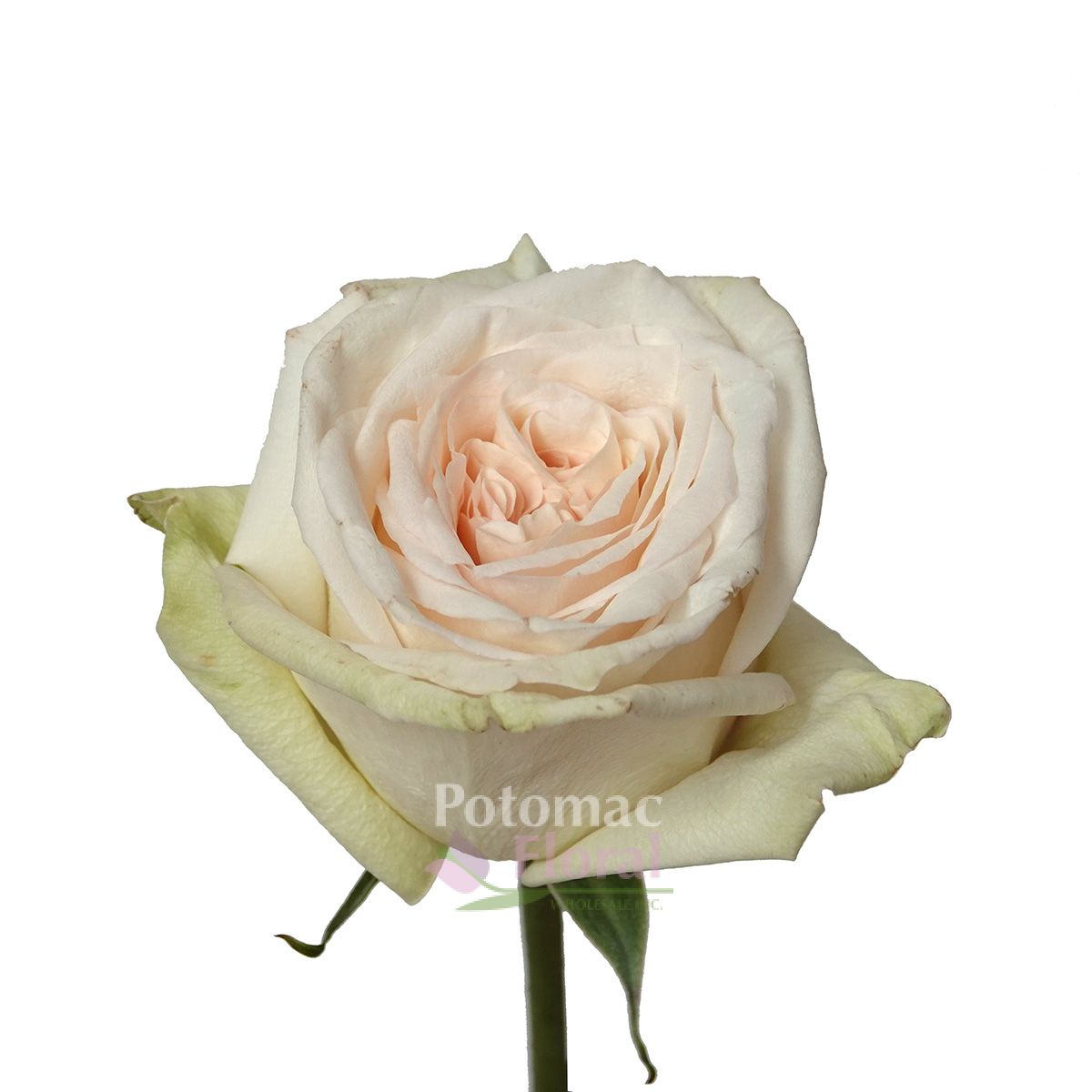 Garden Rose, White O'Hara - Potomac Floral Wholesale