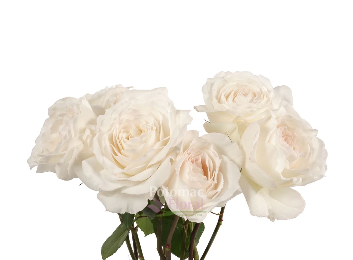 Garden Rose, Princess Miyuki - Creamy White - Potomac Floral Wholesale