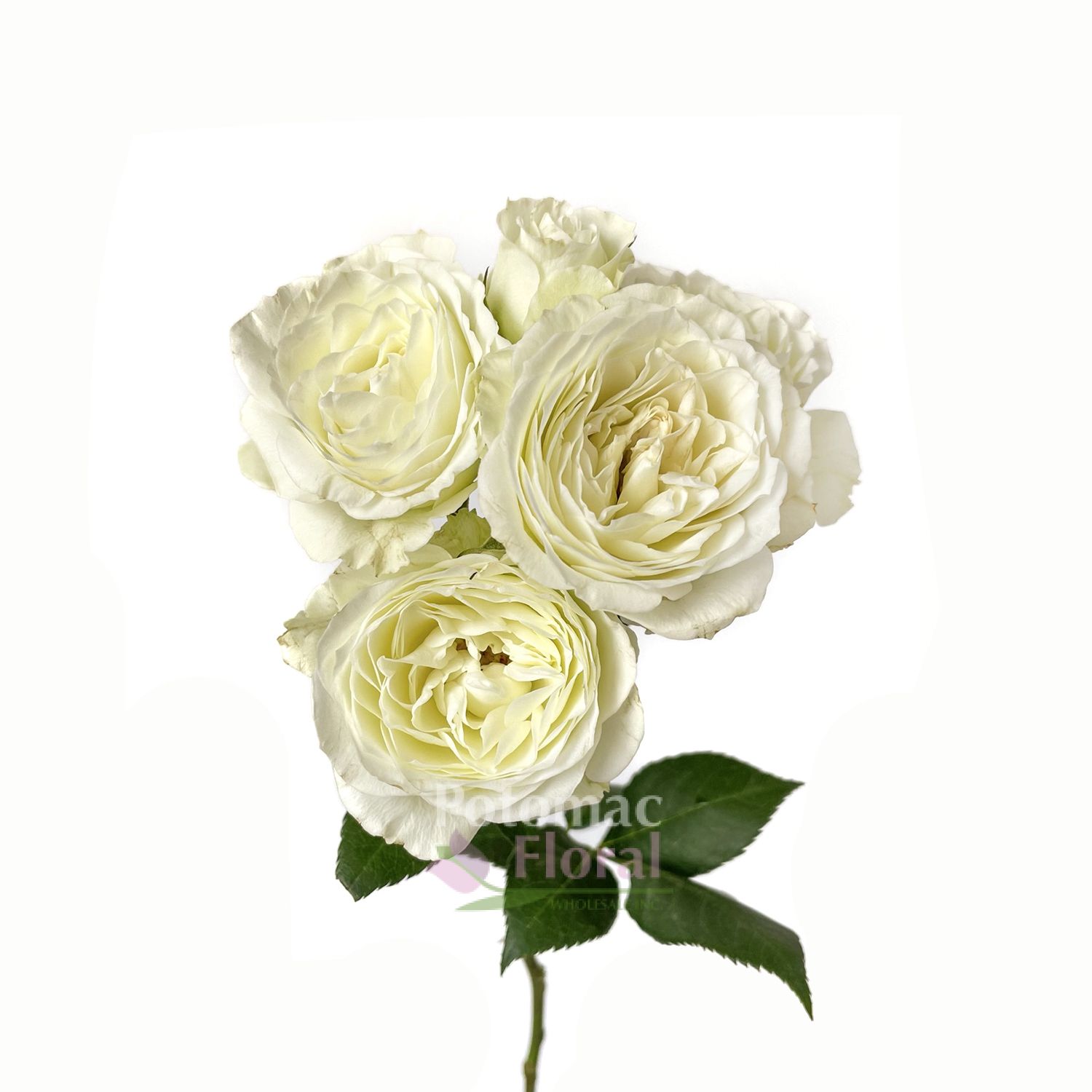 Garden Spray Rose, Blanche White - Potomac Floral Wholesale