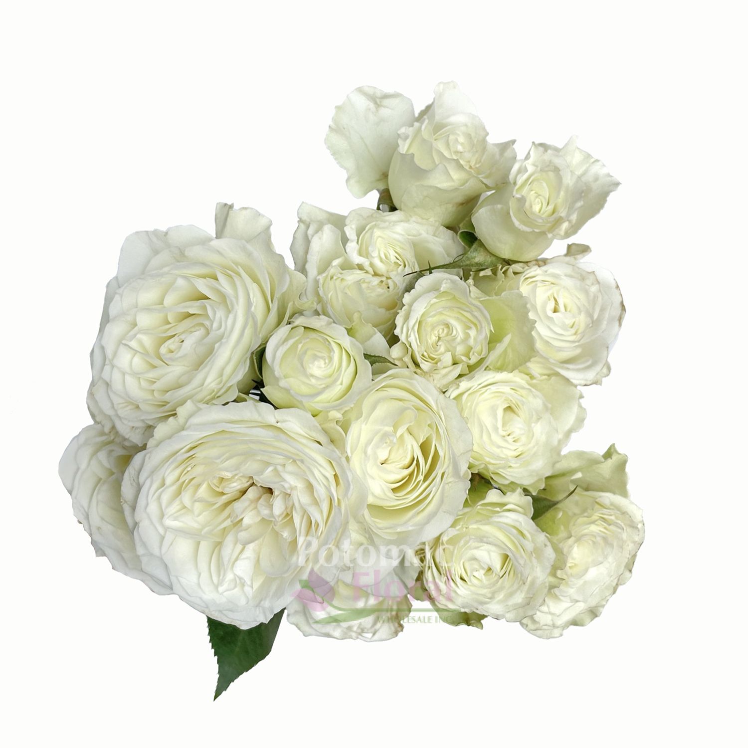Garden Spray Rose, Blanche White - Potomac Floral Wholesale