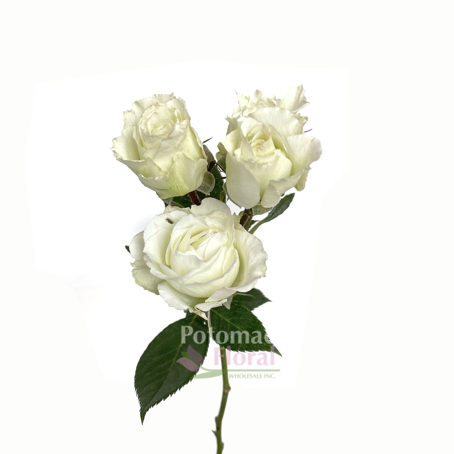 Garden Spray Rose, Blanche White - Potomac Floral Wholesale