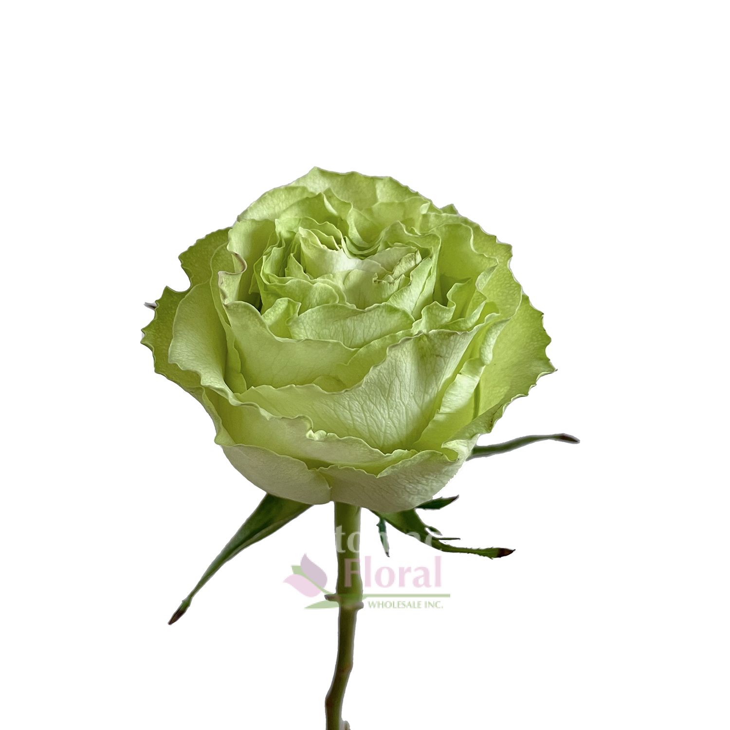 Rose, Lemonade - Green, 50 to 60cm - Potomac Floral Wholesale