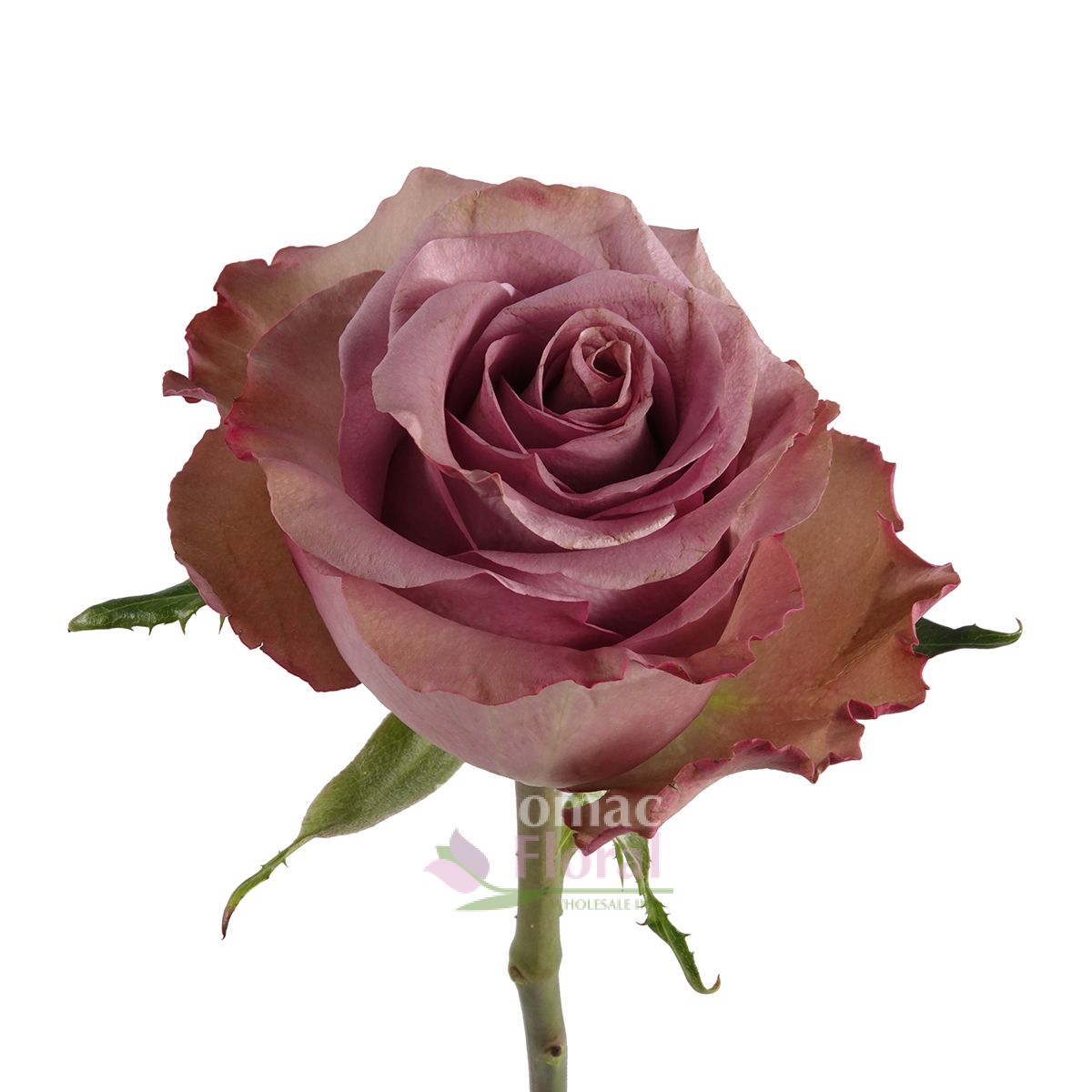 Rose, Govinda - Antique Lavender, 40 to 50cm - Potomac Floral Wholesale