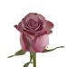 Rose, Govinda - Antique Lavender, 40 to 50cm - Potomac Floral Wholesale