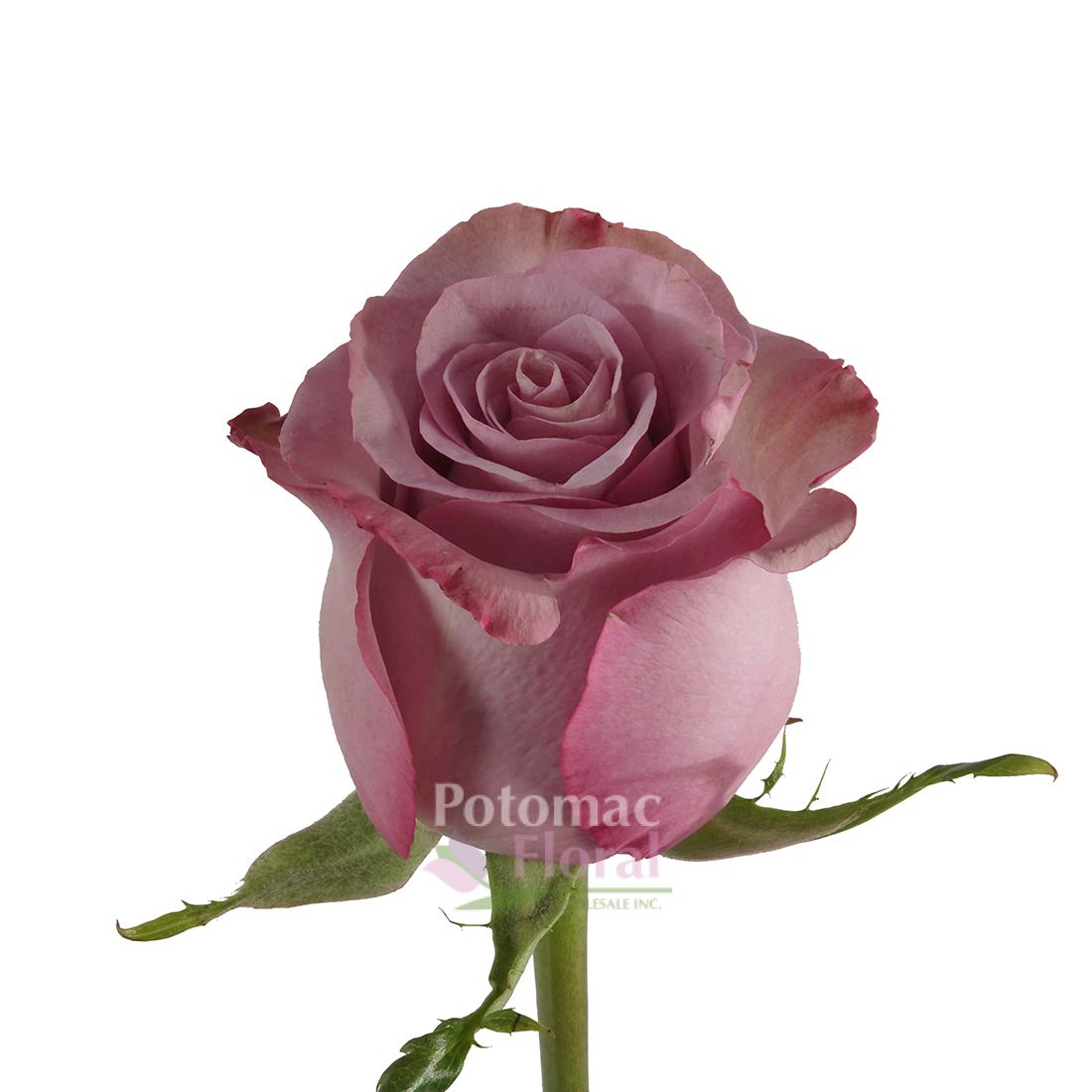 Rose, Govinda - Antique Lavender, 40 to 50cm - Potomac Floral Wholesale