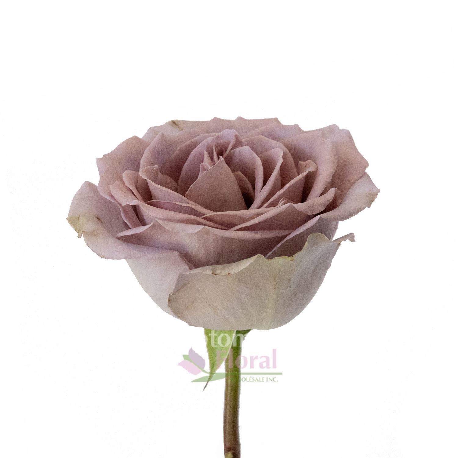Rose, Amnesia Antique lavender 40 to 50cm - Potomac Floral Wholesale
