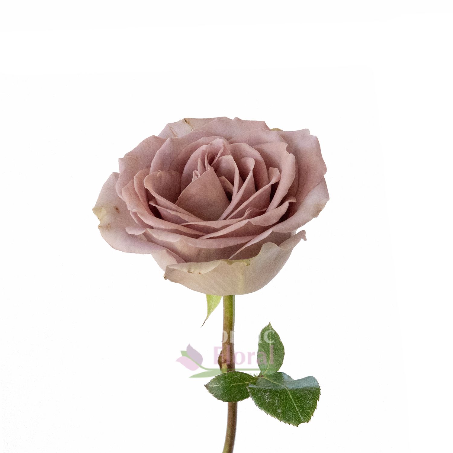 Rose, Amnesia Antique lavender 40 to 50cm - Potomac Floral Wholesale
