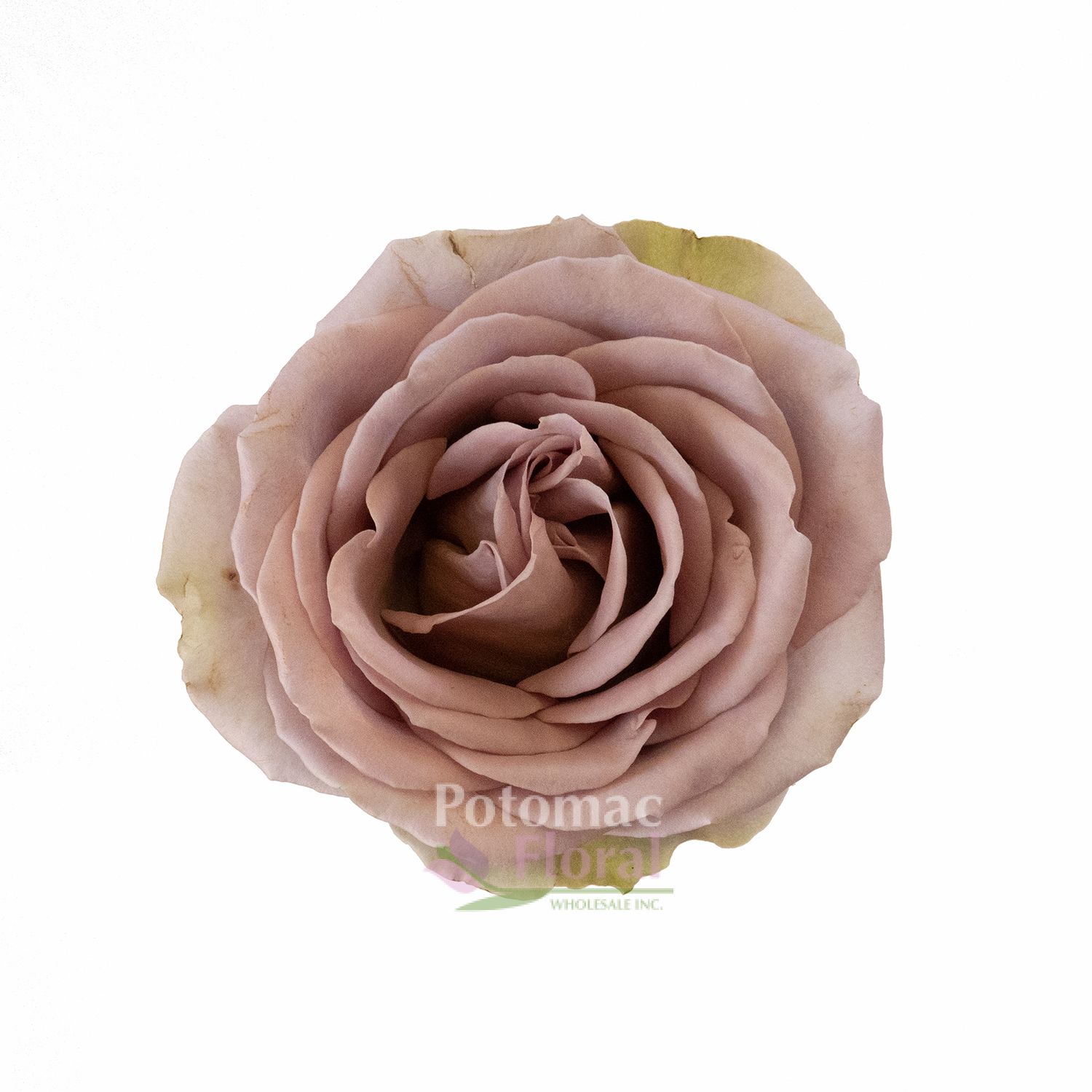 Rose, Amnesia Antique lavender 40 to 50cm - Potomac Floral Wholesale