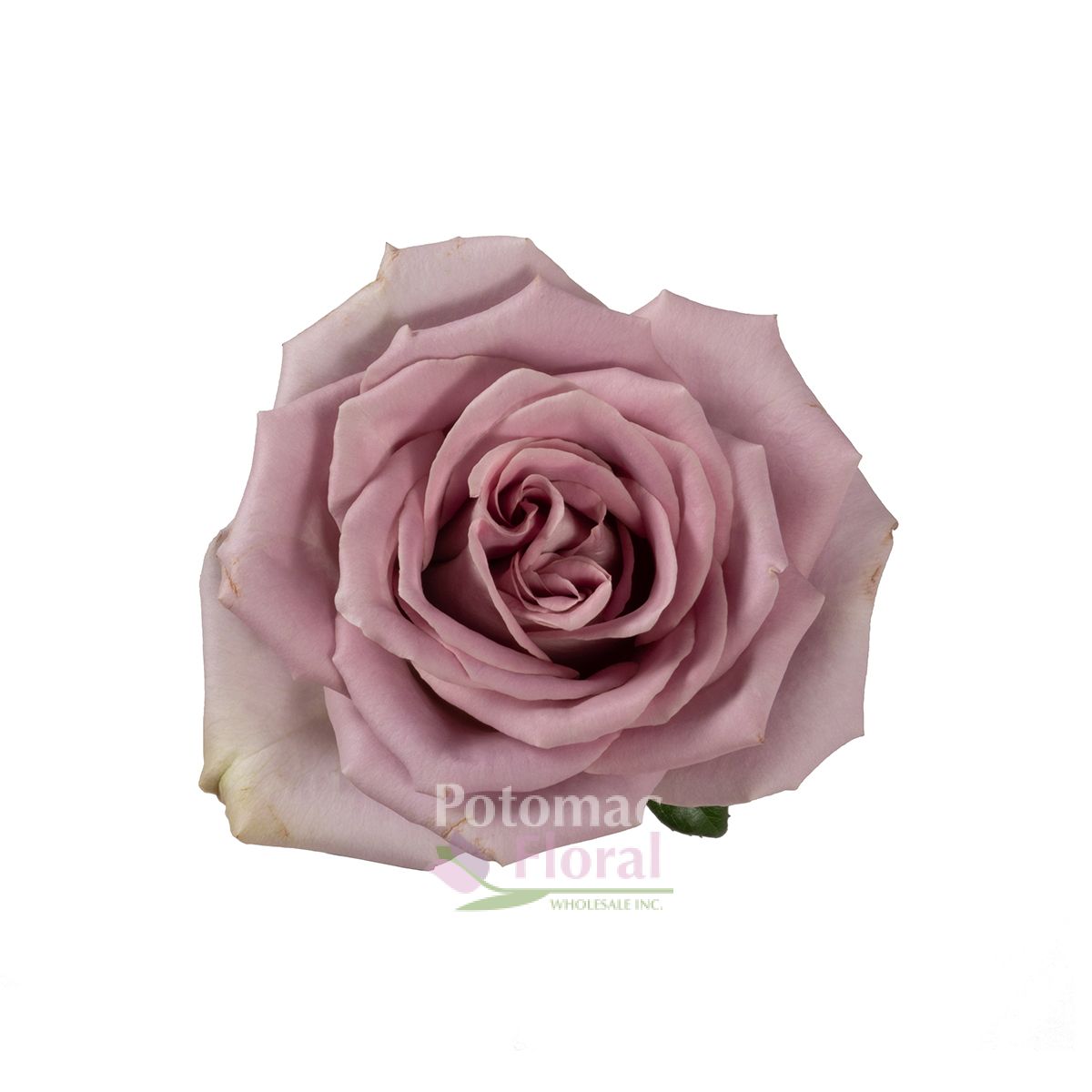 Rose, Amnesia Antique lavender 40 to 50cm - Potomac Floral Wholesale
