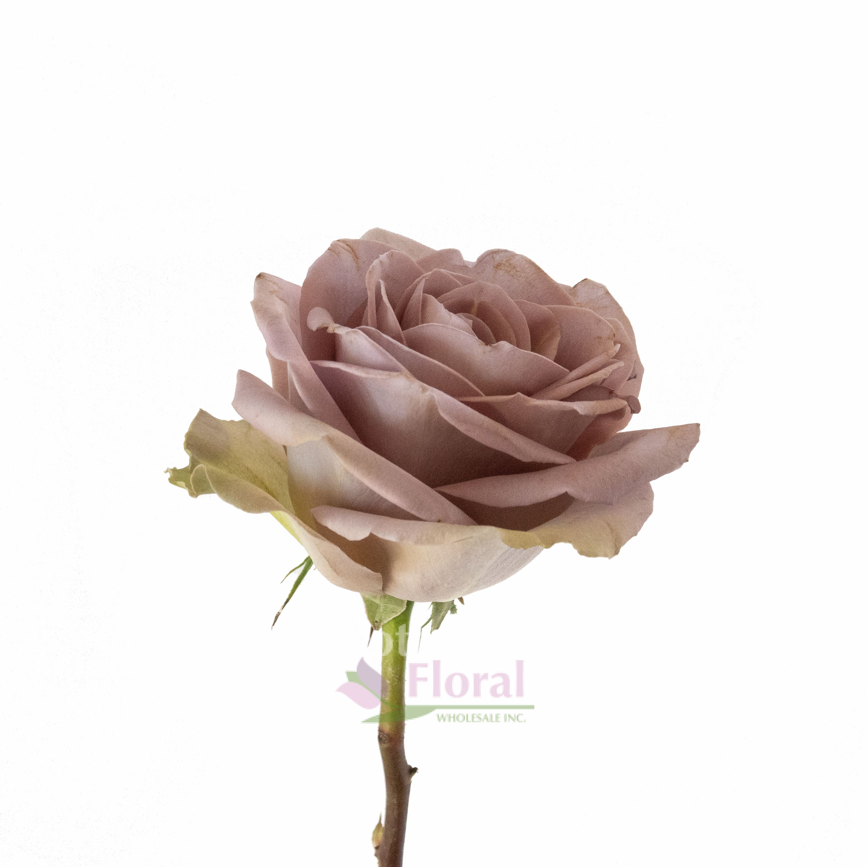 Rose, Amnesia Antique lavender 40 to 50cm - Potomac Floral Wholesale