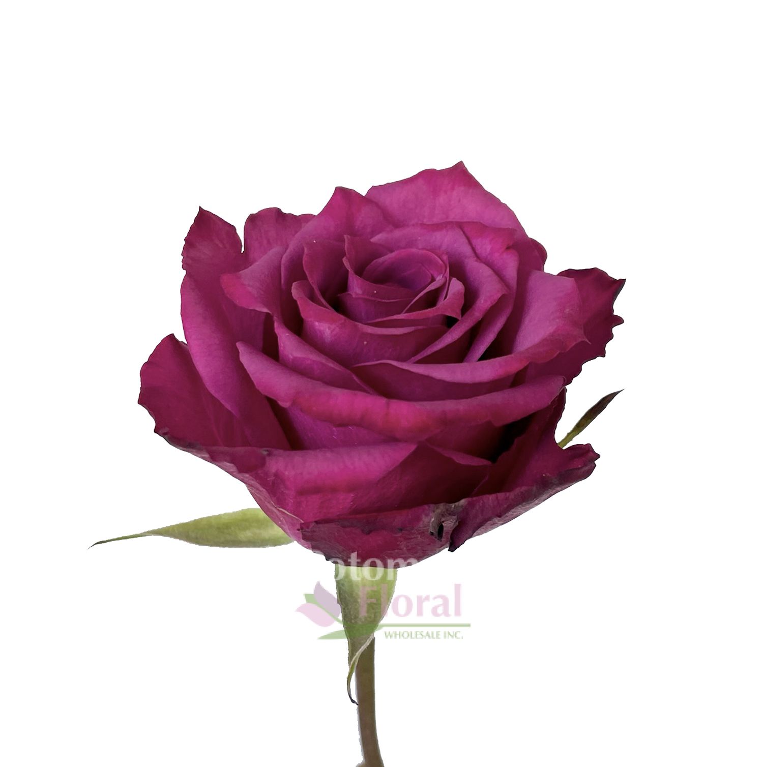 Rose, Blueberry - Dark Lavender, 40cm - Potomac Floral Wholesale