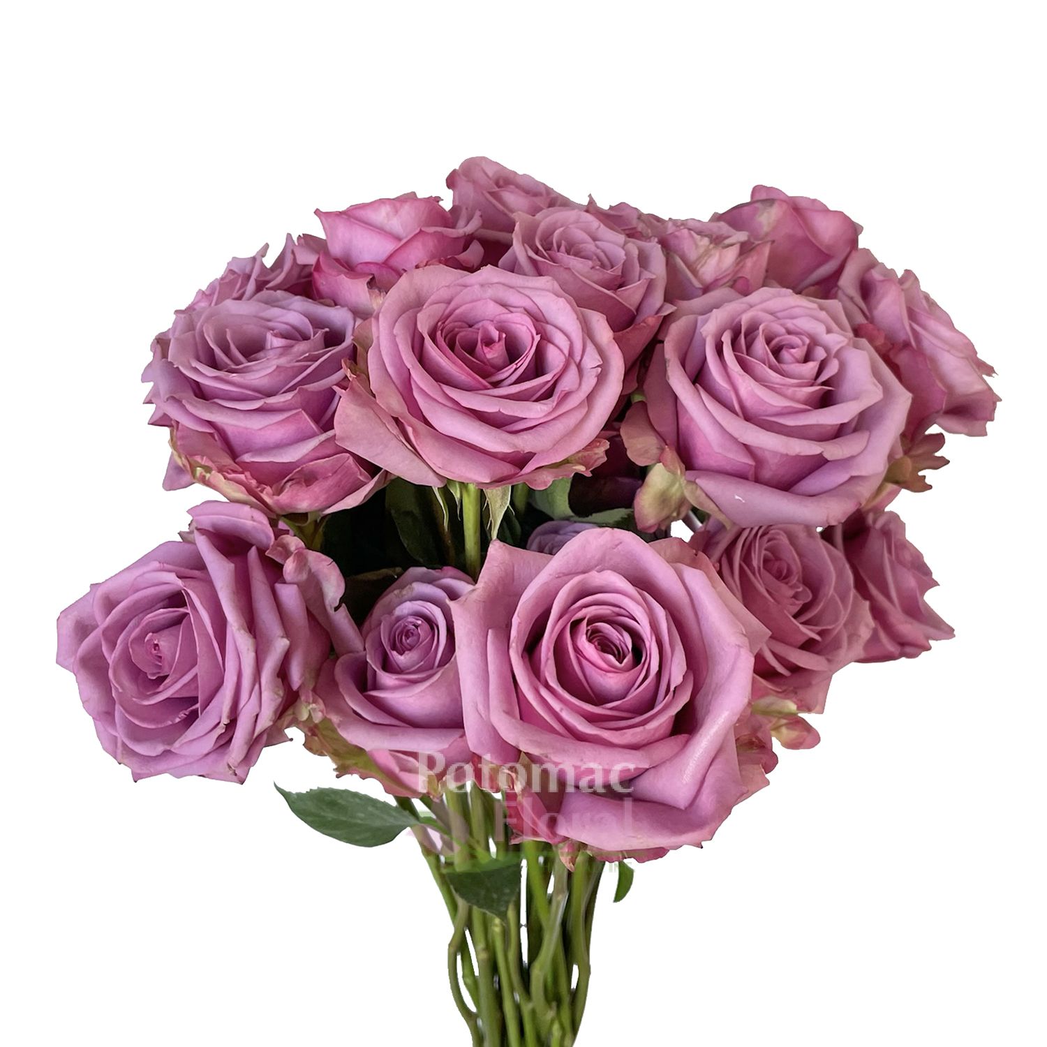 Rose, Cool Water - Lavender, 50cm - Potomac Floral Wholesale