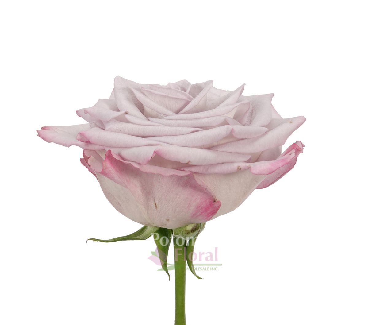 Rose, Sky Garden - Light Silvery Lavender, 50 cm - Potomac Floral Wholesale