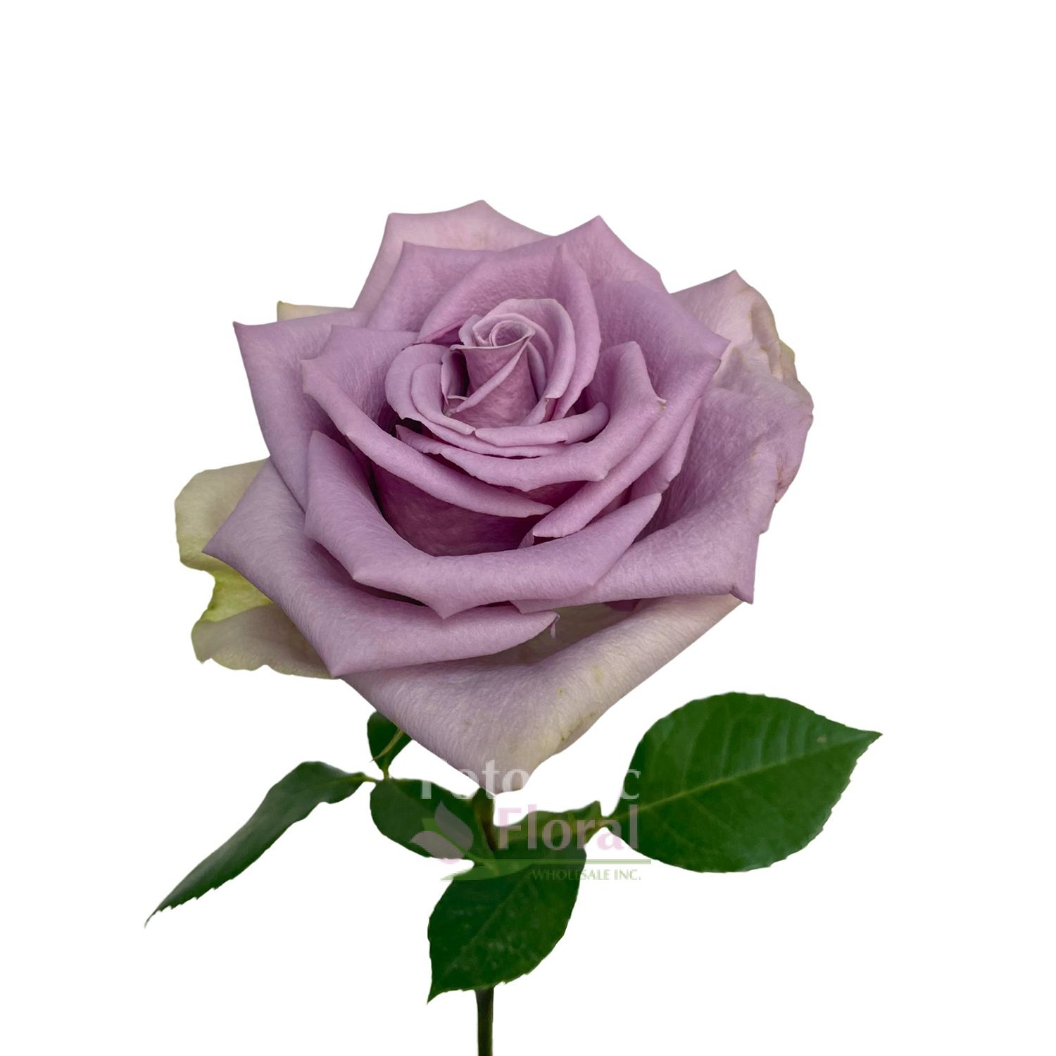 Rose, Shocking Blue- Lavender, 50 to 60 cm - Potomac Floral Wholesale