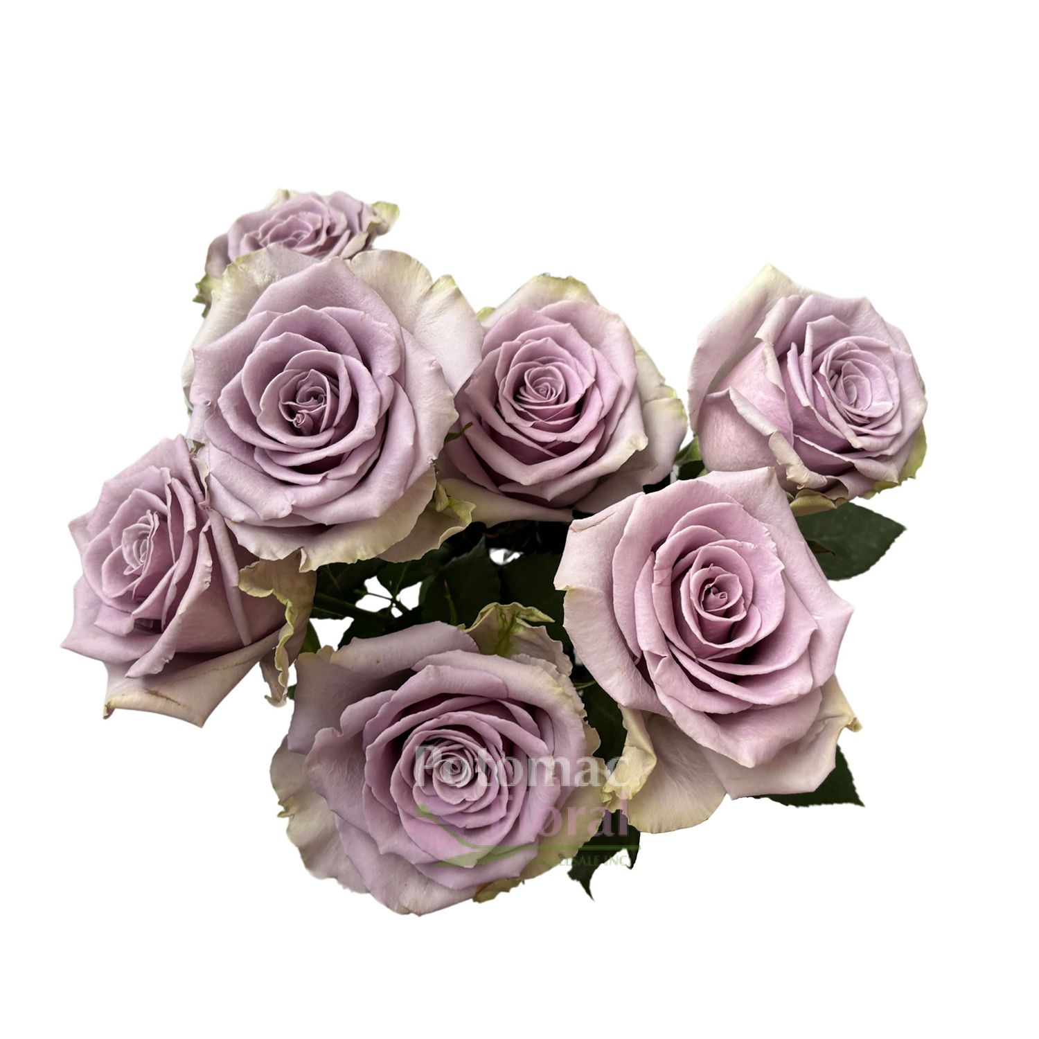 Rose, Shocking Blue- Lavender, 50 to 60 cm - Potomac Floral Wholesale