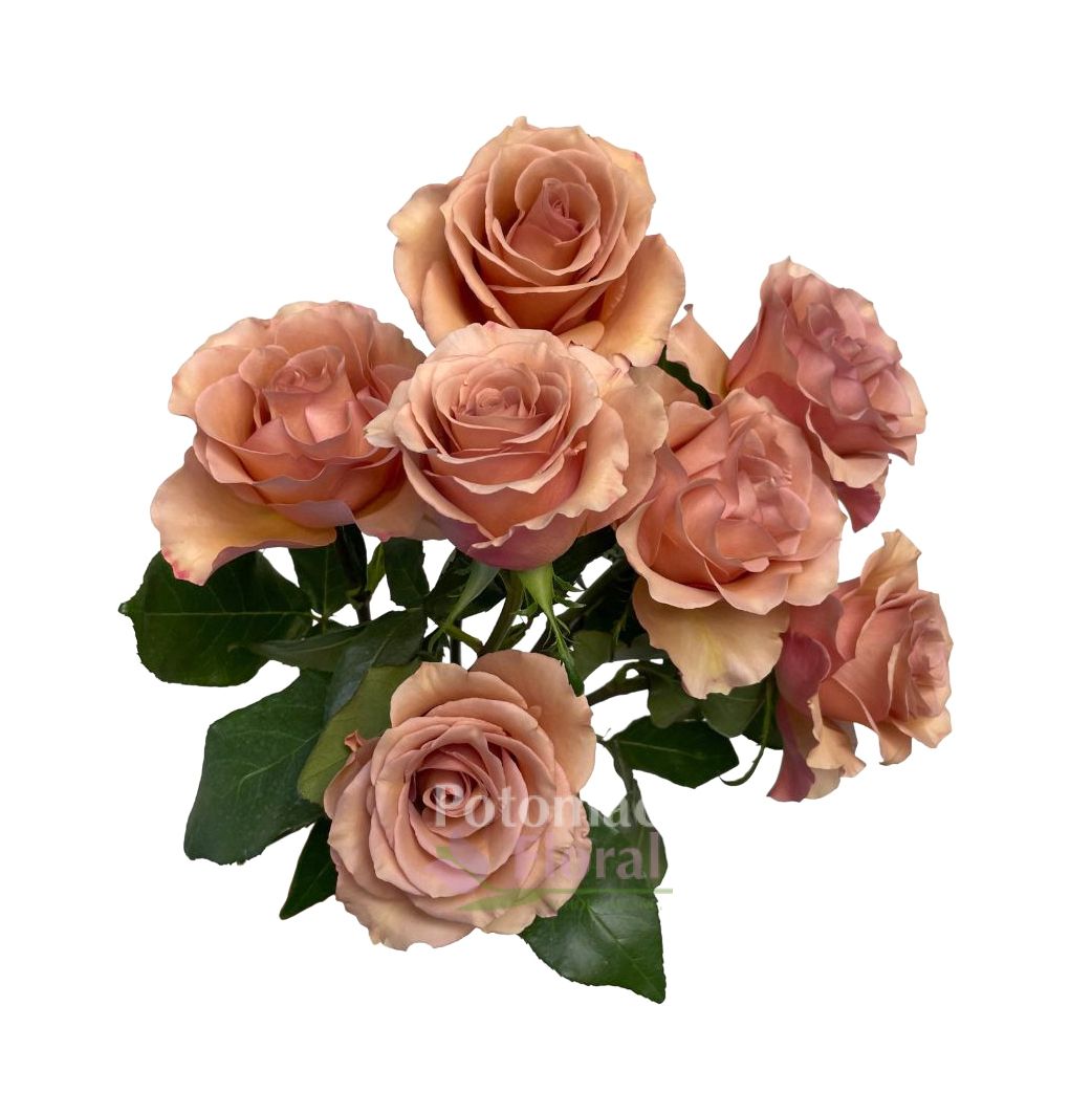 Rose, Mocaccino - Earth Toned , 60 cm - Potomac Floral Wholesale