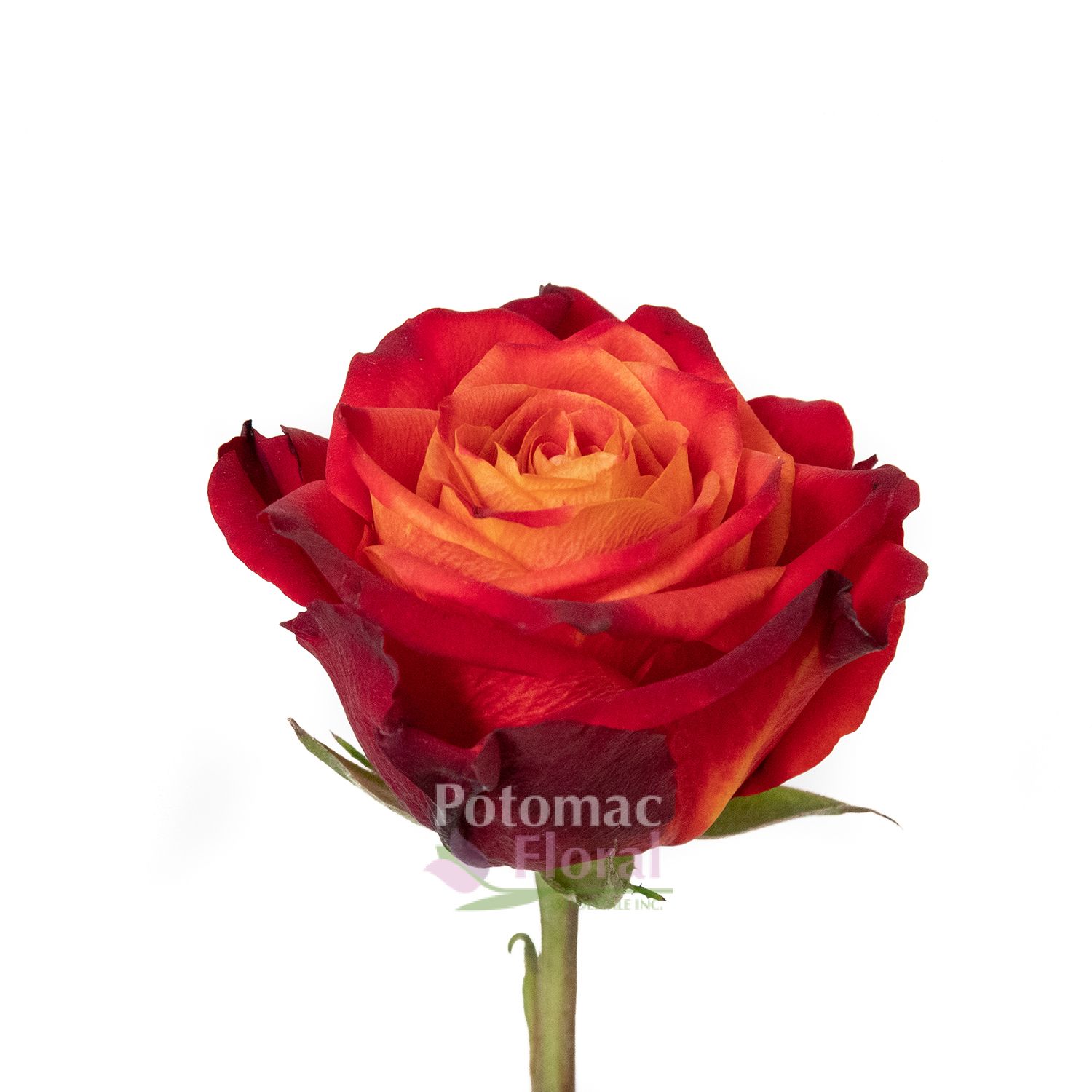 Atomic Rose, 40 to 50cm - Potomac Floral Wholesale