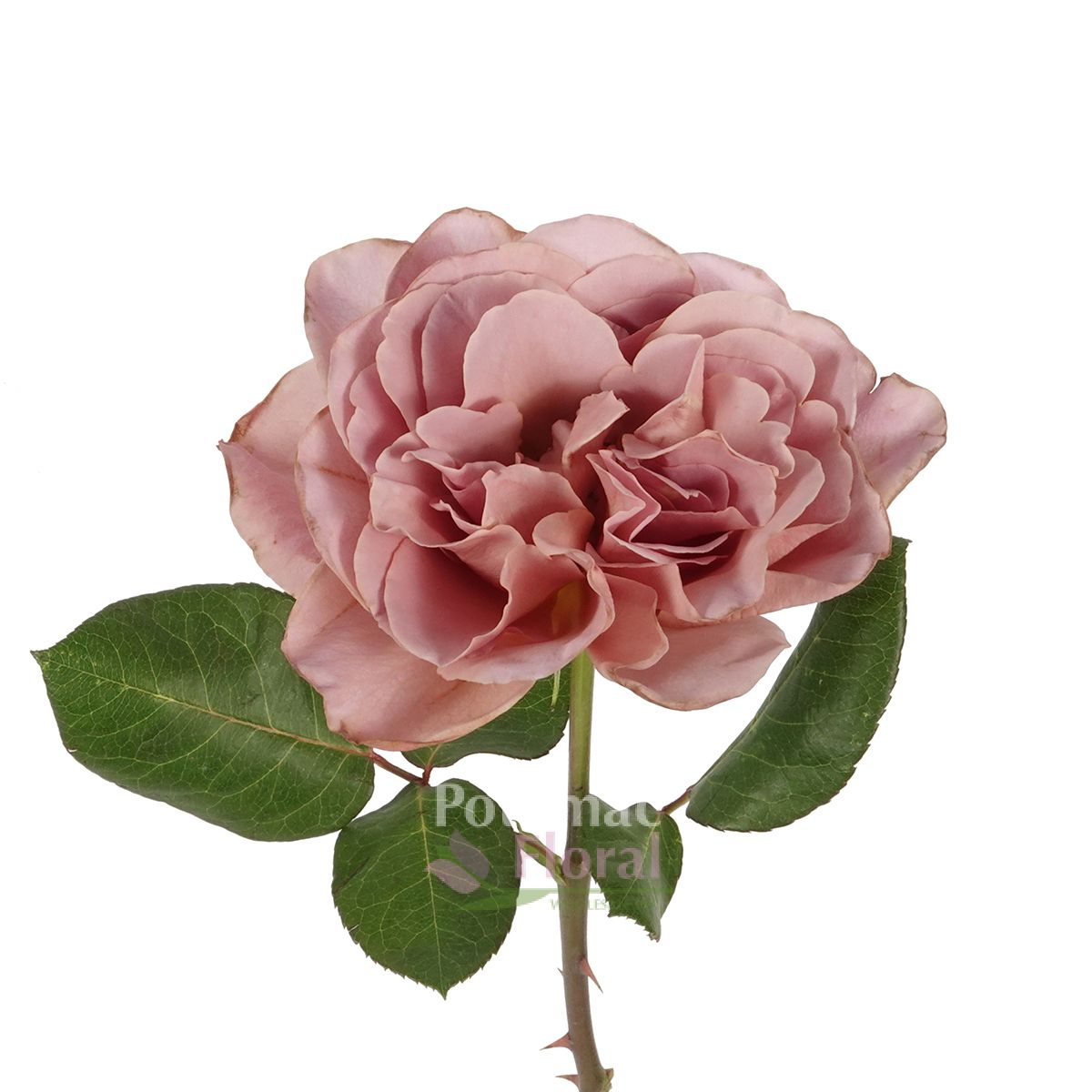 Café latte Rose, 40 to 50 cm - Potomac Floral Wholesale