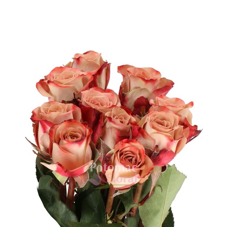 Cappuccino Rose, 40 to 50 cm, Bi Color Beige - Potomac Floral Wholesale