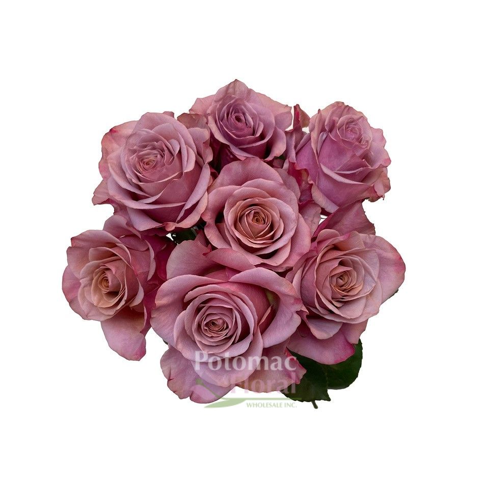 Purple Moon Rose, Mauve-Lavender - Potomac Floral Wholesale