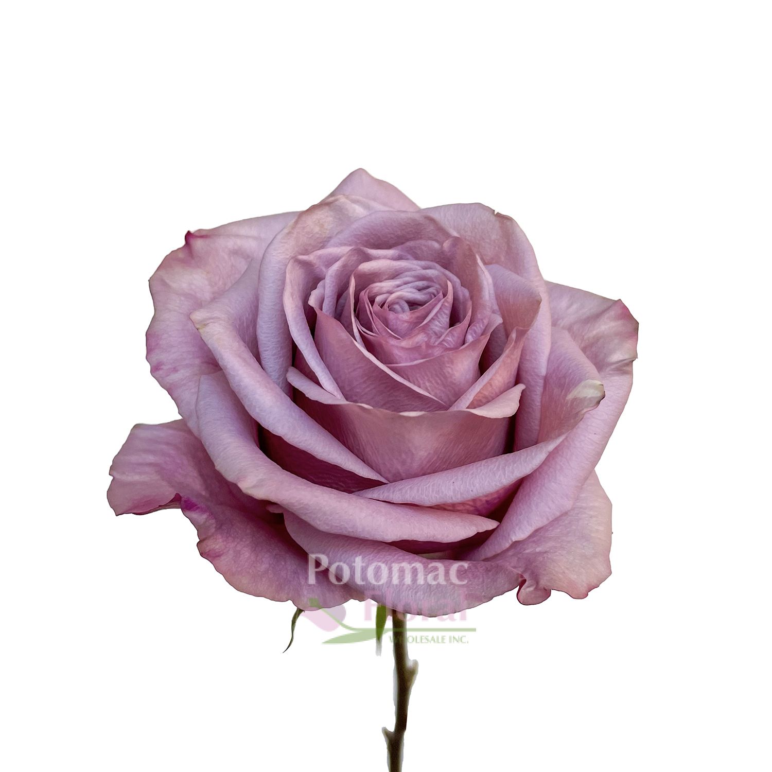 Purple Moon Rose, Mauve-Lavender - Potomac Floral Wholesale