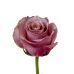 Purple Moon Rose, Mauve-Lavender - Potomac Floral Wholesale