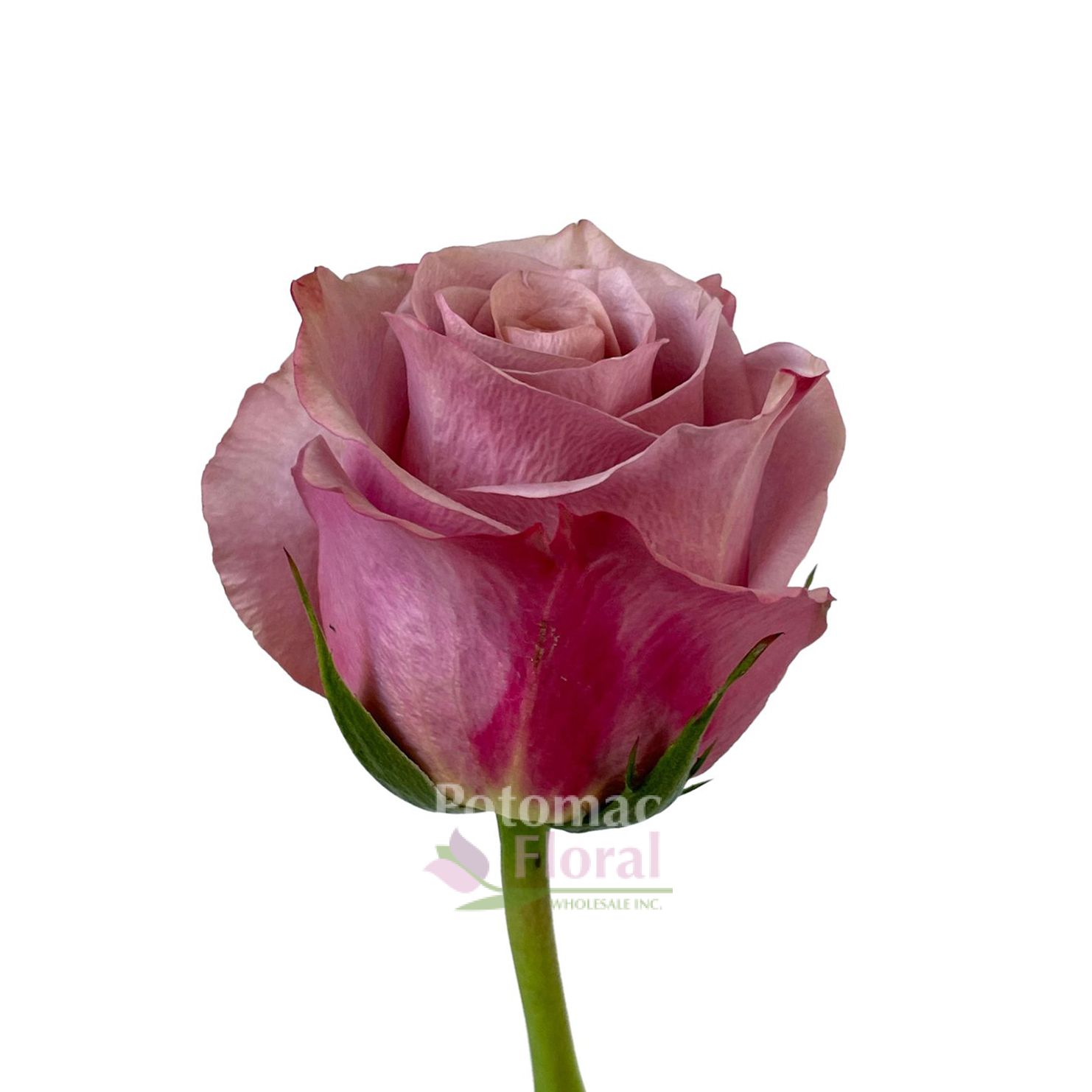 Purple Moon Rose, Mauve-Lavender - Potomac Floral Wholesale