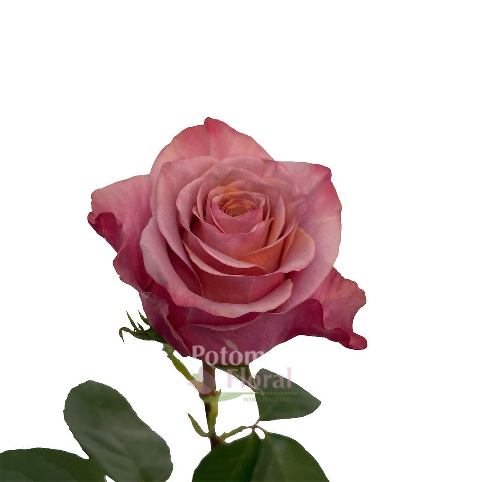 Purple Moon Rose, Mauve-Lavender - Potomac Floral Wholesale
