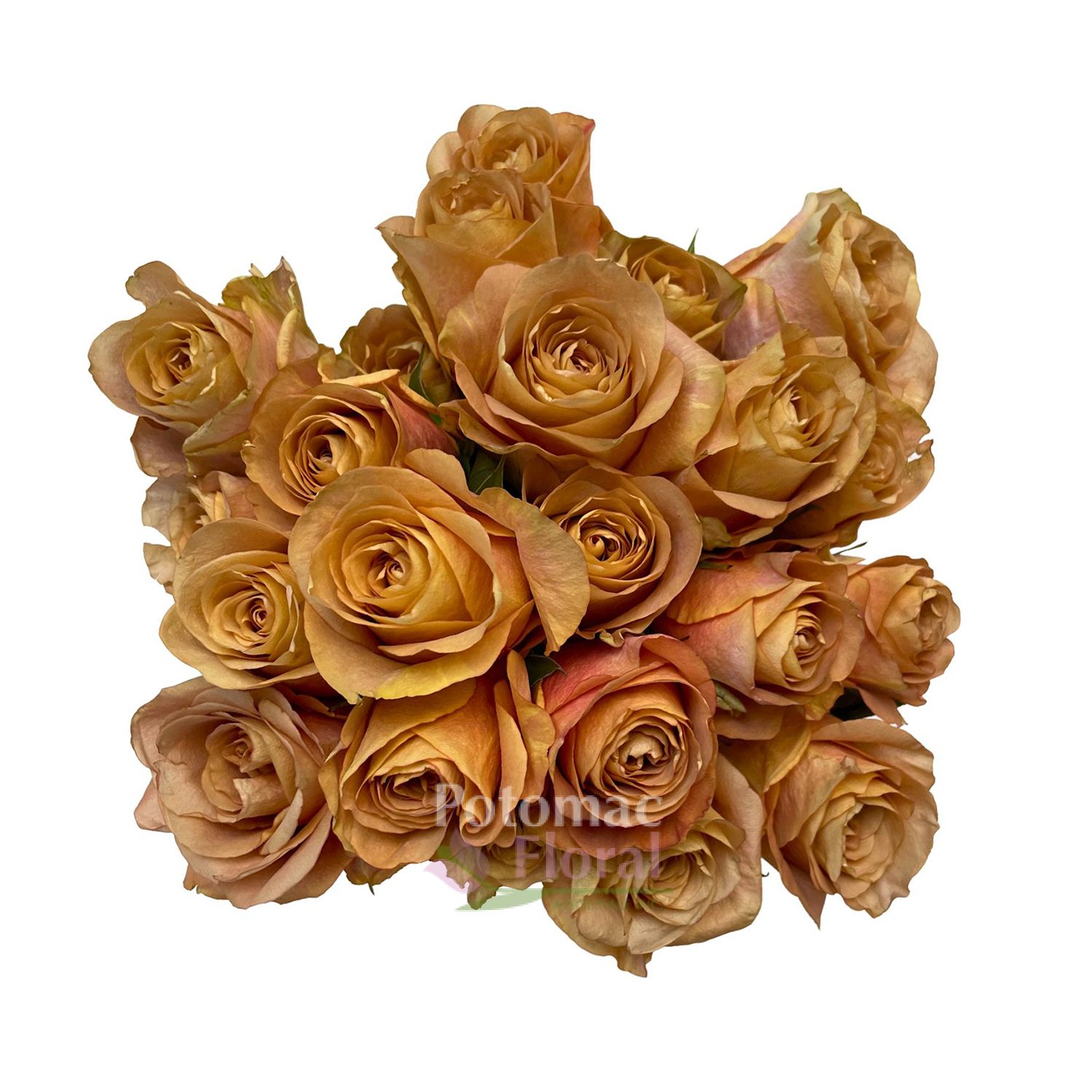 Symbol Rose, 40 to 50 cm - Potomac Floral Wholesale
