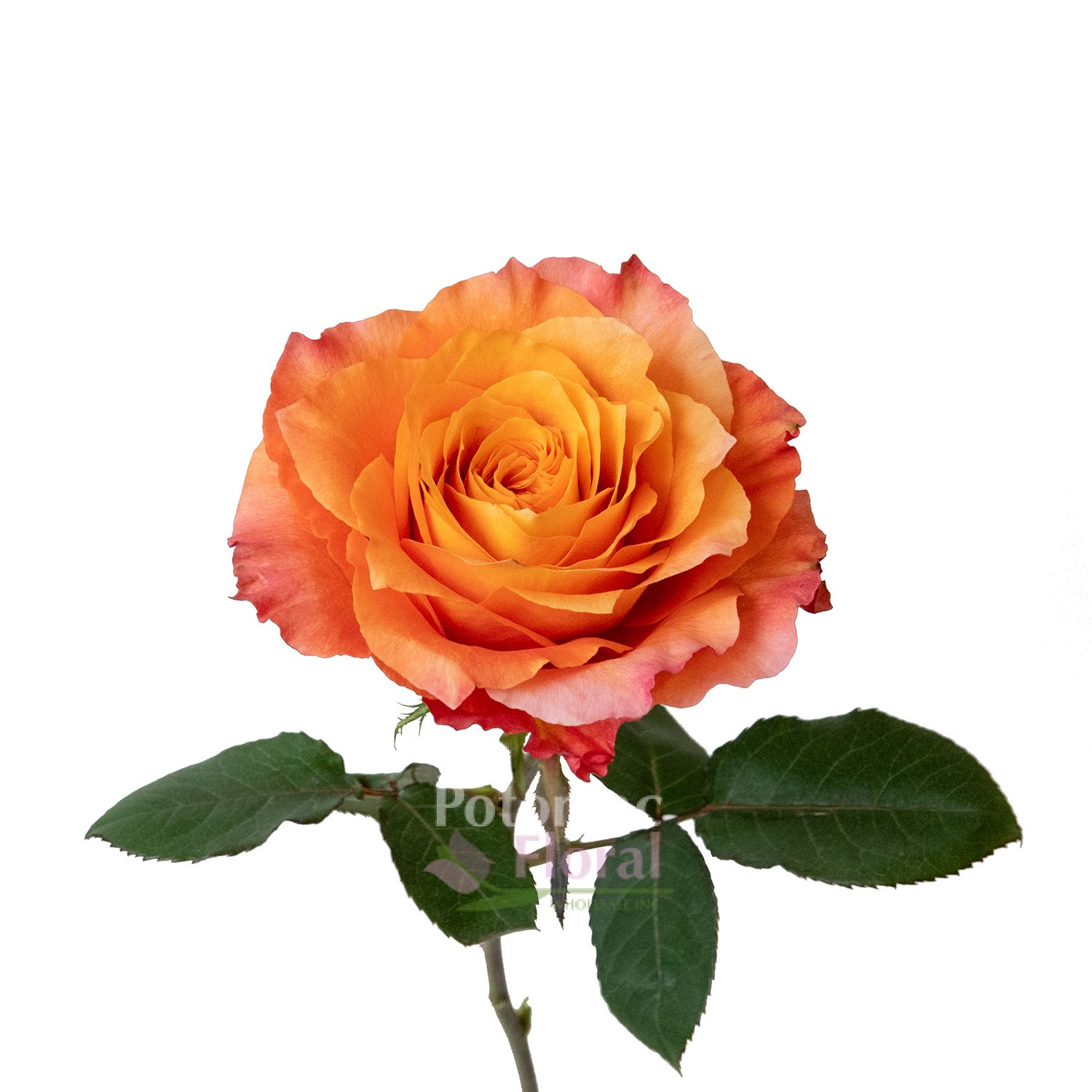 Rose, Free Spirit - Fragrant Orange & Gold, 40 cm - Potomac Floral ...