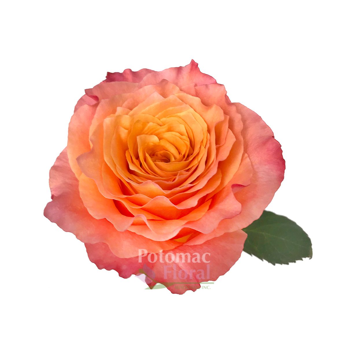 Free Spirit Rose Fragrant Orange & Gold, 50 cm - Potomac Floral Wholesale