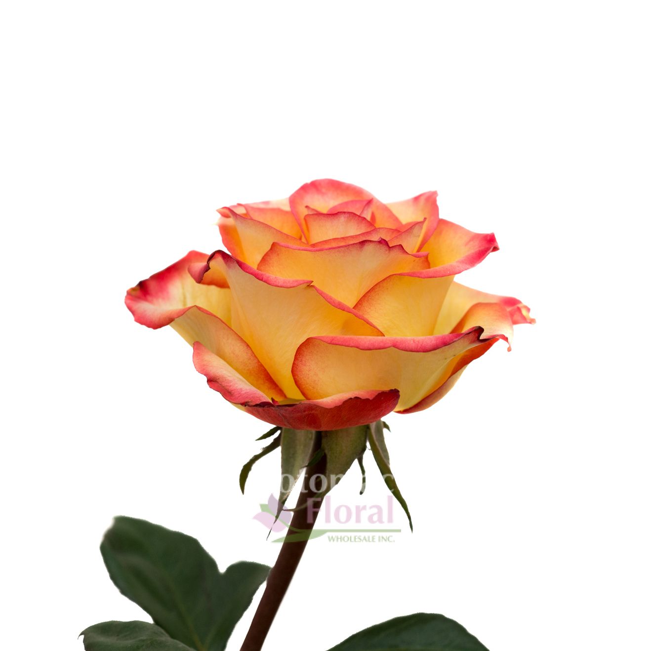 Rose, High & Magic - Bi-Color Orange & Yellow, 50 to 60 cm - Potomac ...